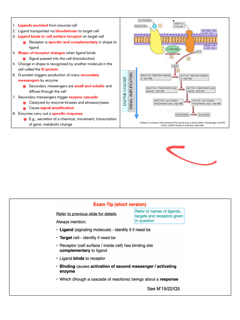 Summary - Cell Signalling | PDF
