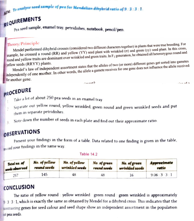 Mendelian Dihybrid Ratio | PDF | Biological Evolution | Evolutionary ...