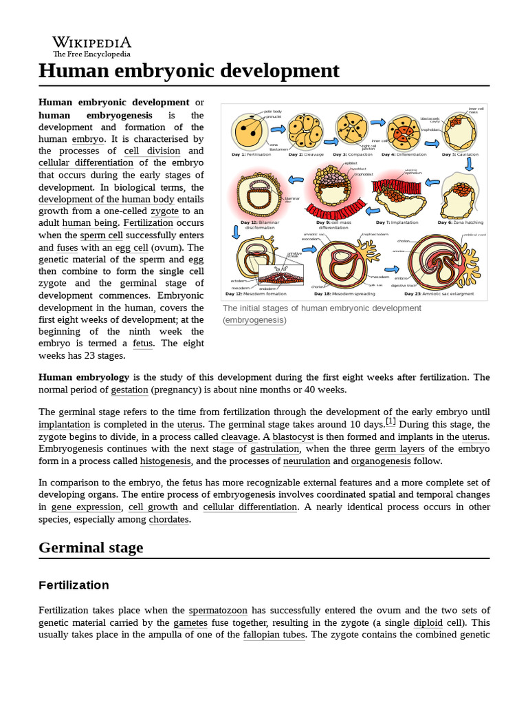 Human Embryonic Development Stages | PDF | Ear | Atrium (Heart)