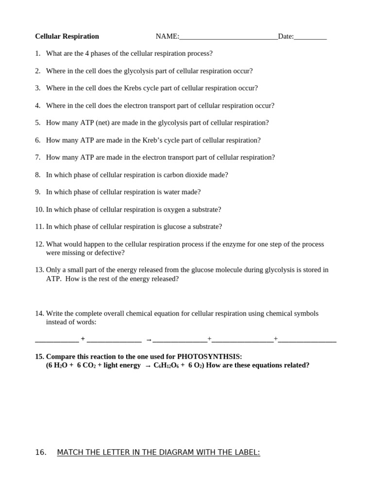 Cell - Respiration - Worksheet 1 | PDF | Cellular Respiration ...