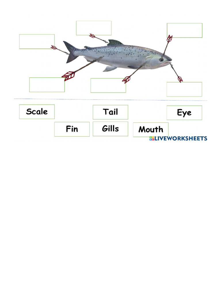 Fish Body Part | PDF