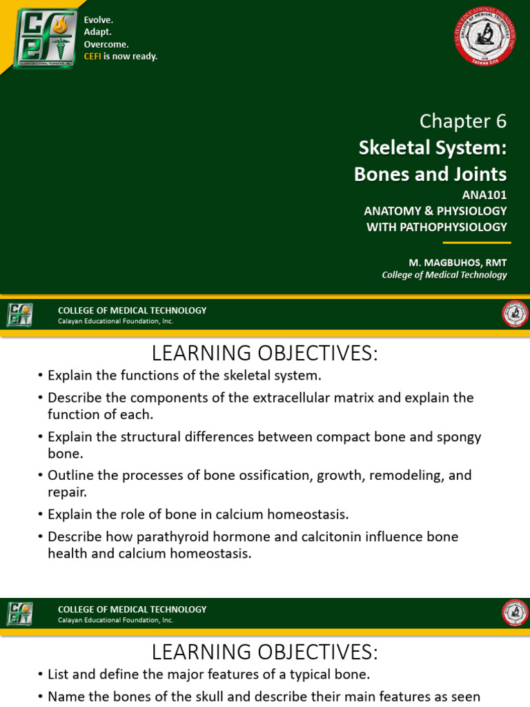 Anatomy of the Skeletal System Overview | PDF | Vertebral Column | Bone