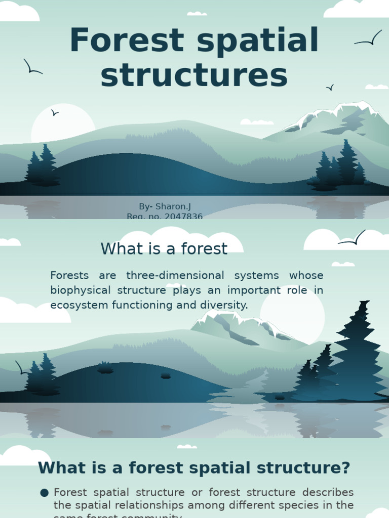 Forest Spatial Structure | PDF | Forests | Canopy (Biology)