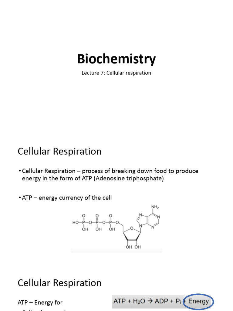 Biochem Lec 7 | PDF | Cellular Respiration | Adenosine Triphosphate