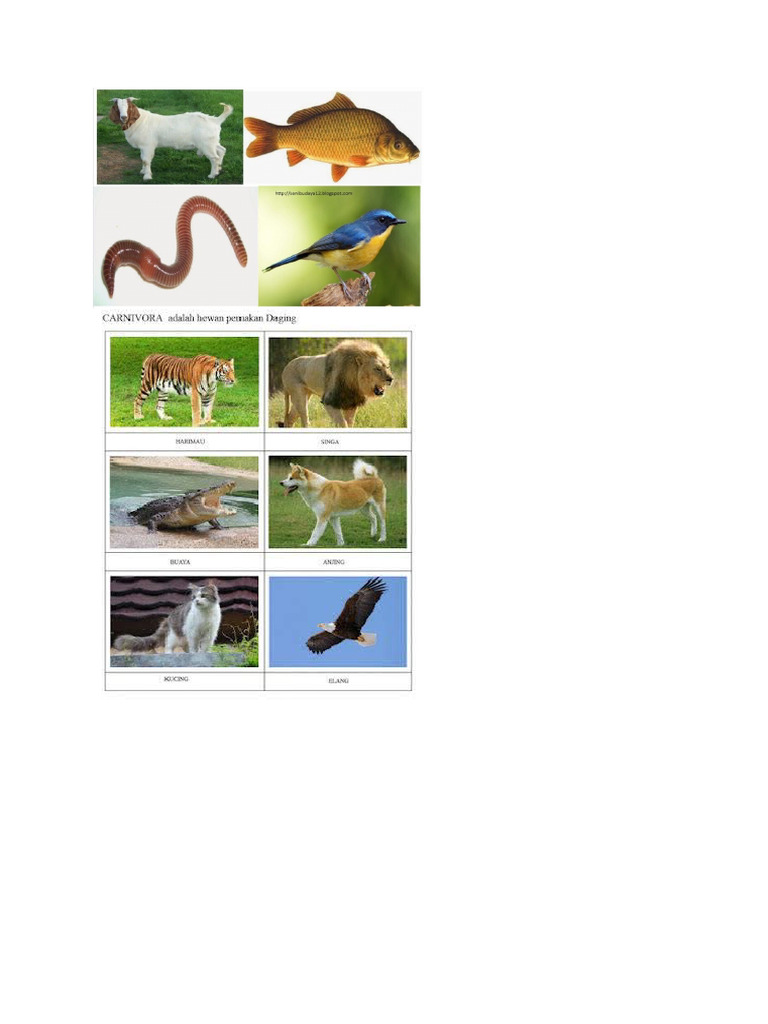 gambar hewan | PDF