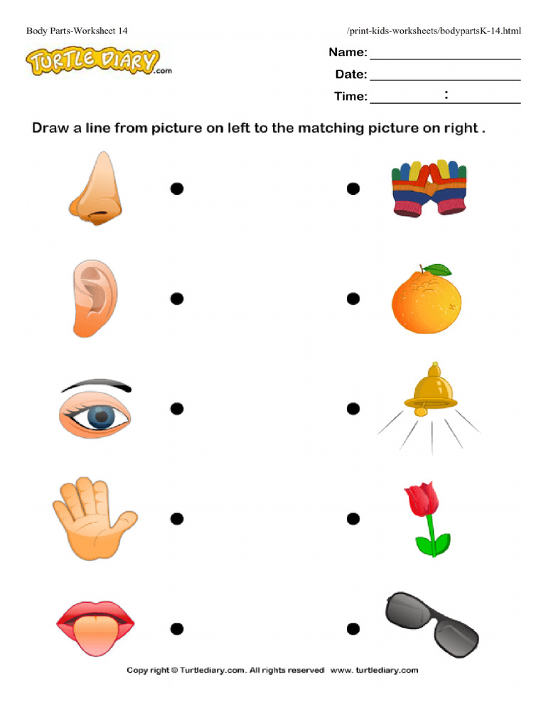 Body Parts-Worksheet 14-TurtleDiary | PDF