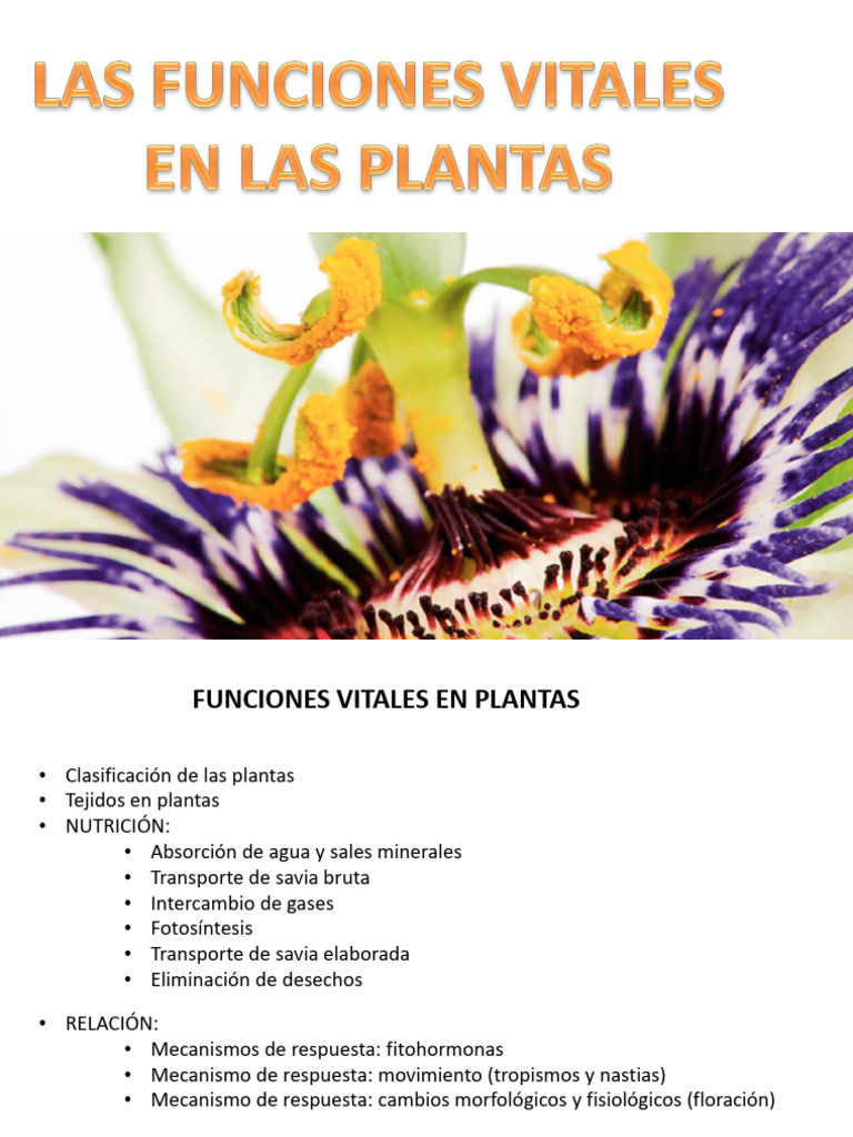 Funciones Vitales en Plantas | PDF | Hormona Vegetal | Fotosíntesis