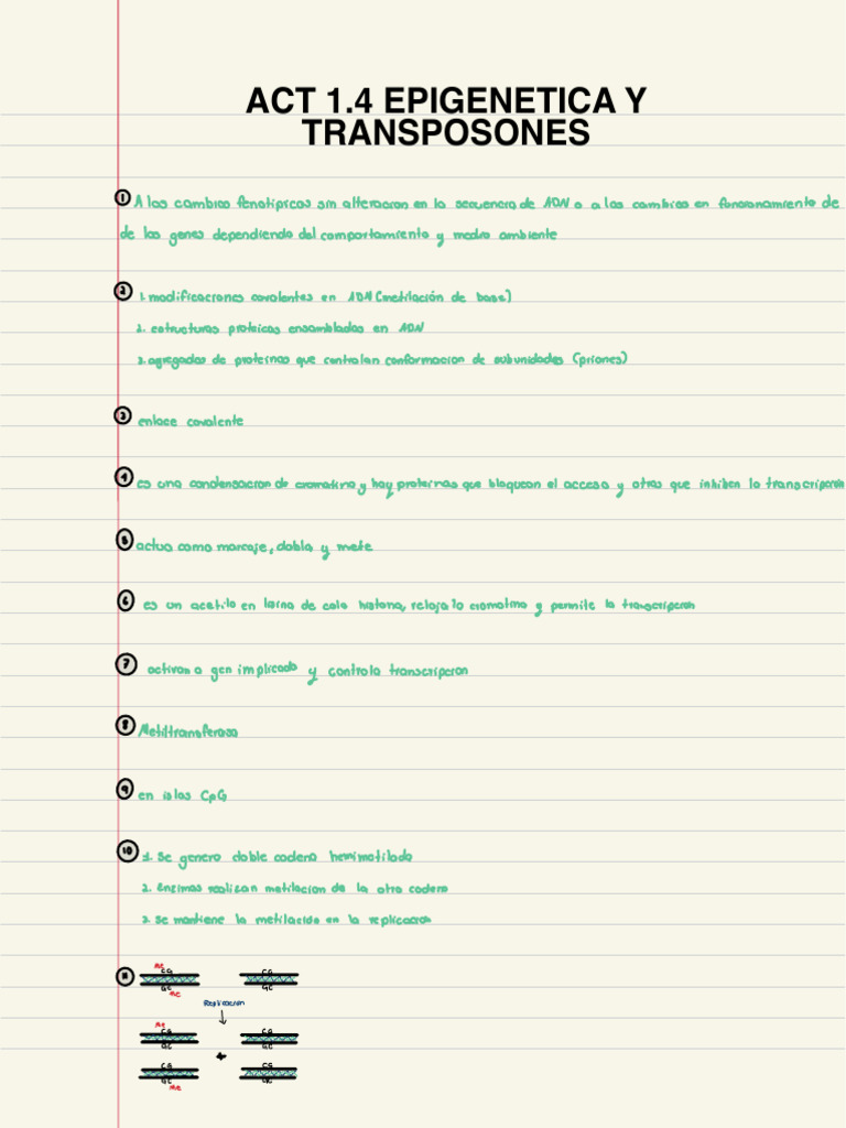 Actividad 1.4 Biomol | PDF | Cromatina | Metilación