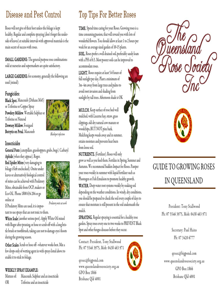 Guide To Growing Better Roses | PDF | Mulch | Soil