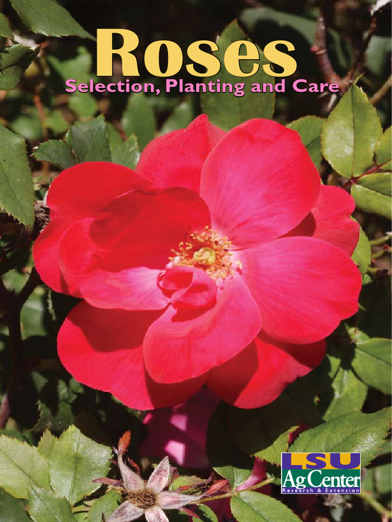 Pub 1587 Rose Slow Res 1 | PDF | Pruning | Rose