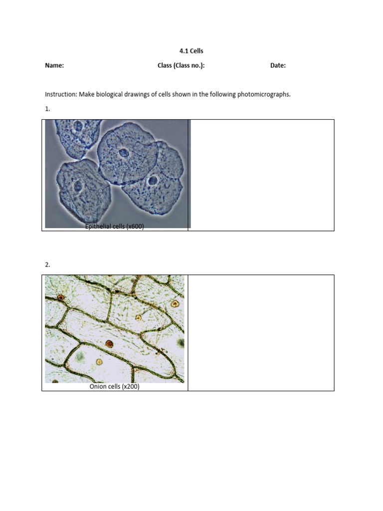Activity - biological drawing | PDF