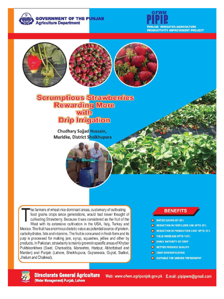 Strawberry | PDF