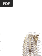 Thorax I & II Complete Anatomy Adil Bandok | PDF