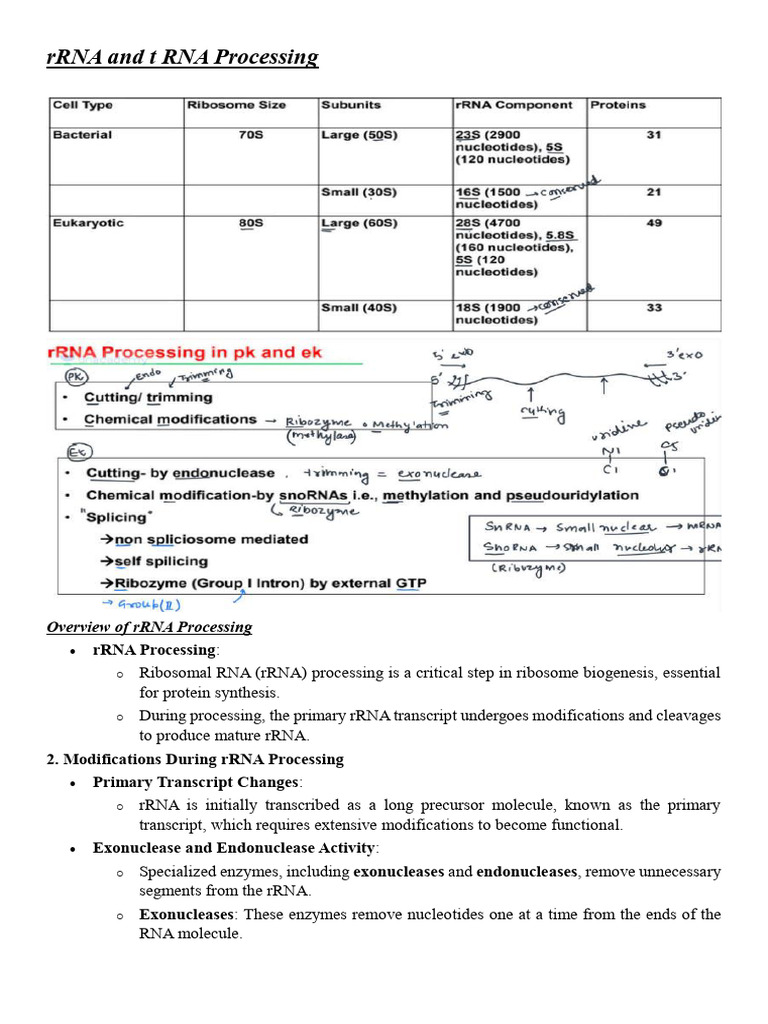 444rRNA and t RNA Processing | PDF | Ribosomal Rna | Rna Splicing