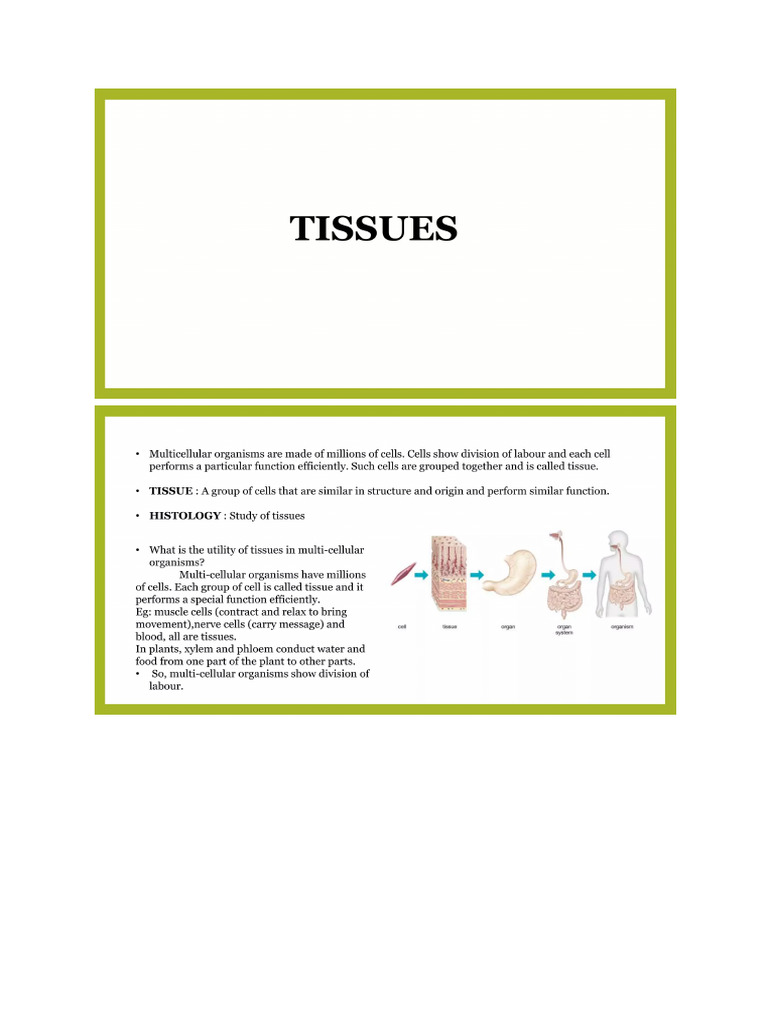 TISSUES | PDF