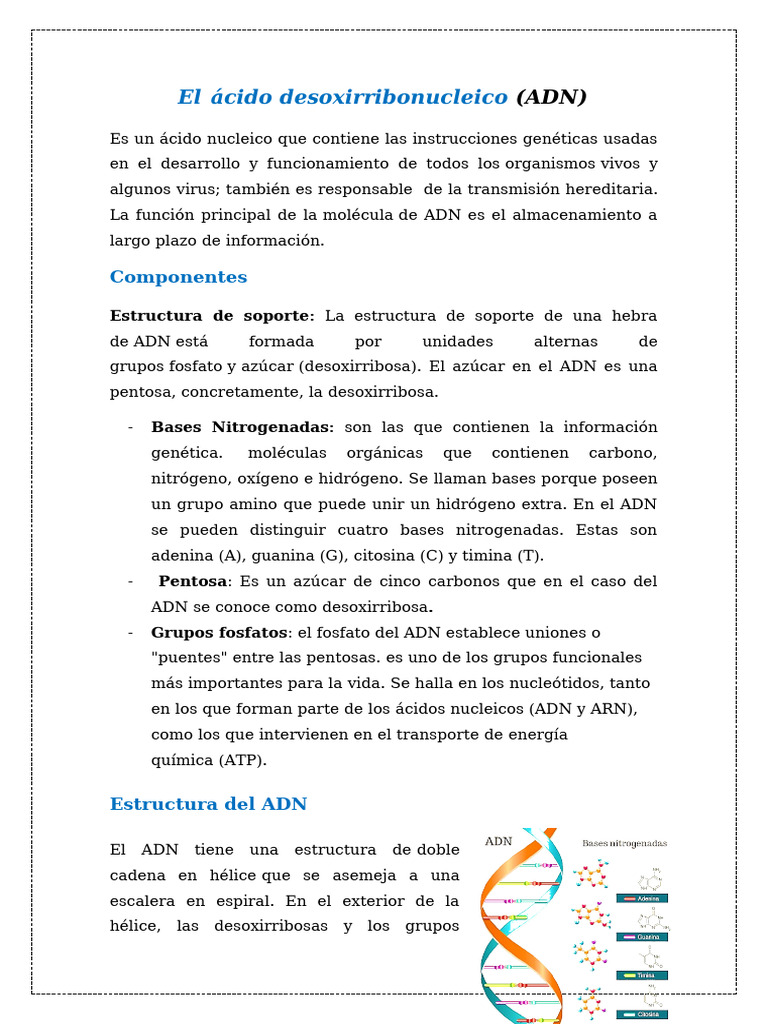 El Ácido Desoxirribonucleico: Componentes | PDF | Adn | Ácidos nucleicos
