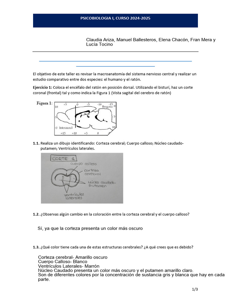 Taller 4. Cuadernillo Macroanatomia Comparativa 2024 - Manu Ballesteros ...