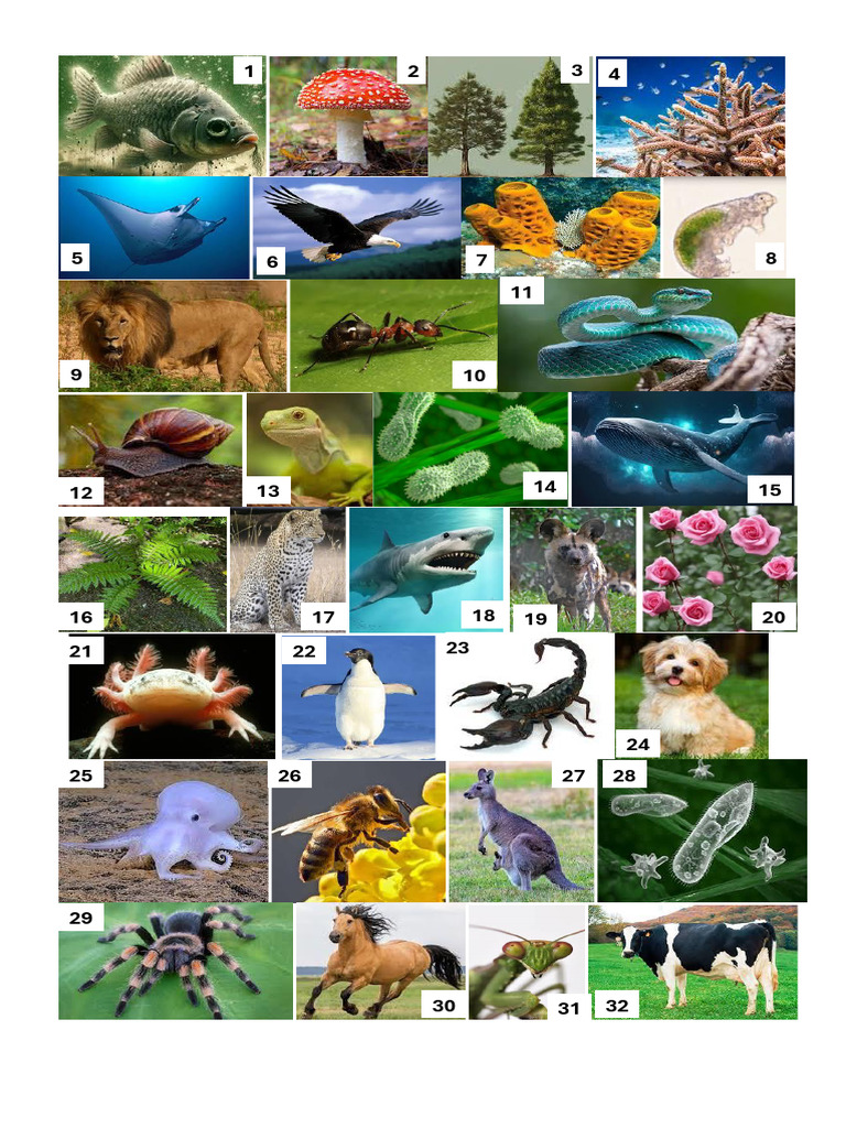 ANIMALES | PDF
