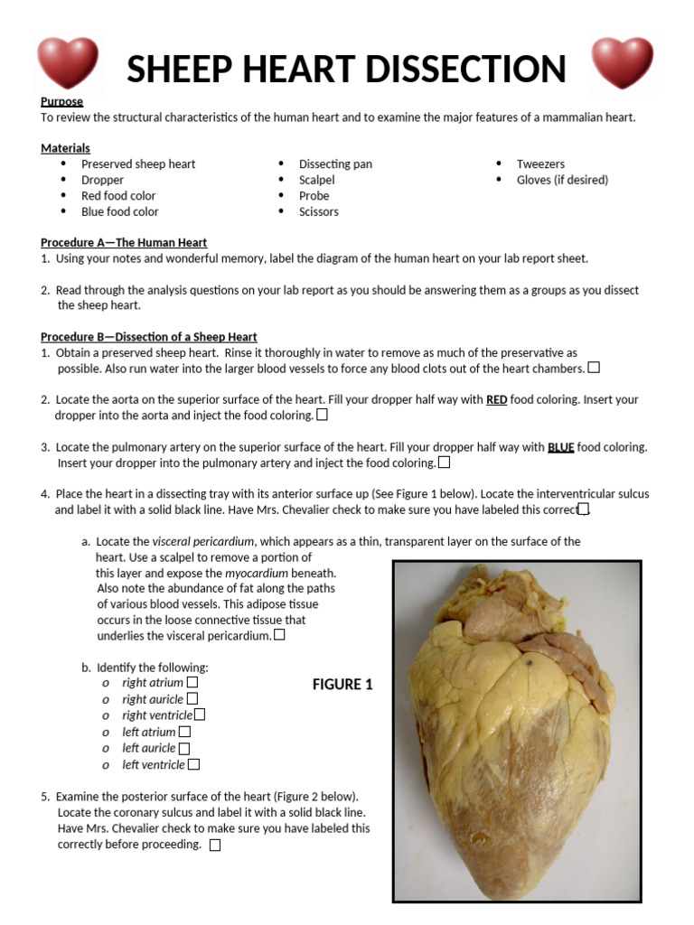 Sheep Heart Dissection | PDF | Heart | Heart Valve