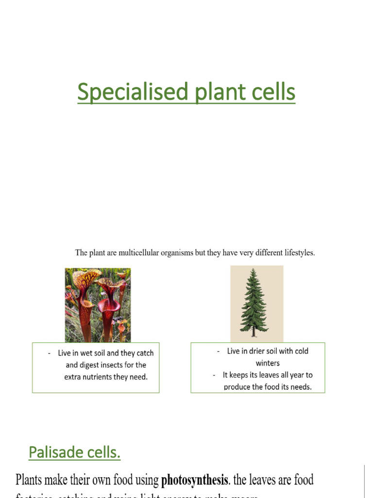 Types of Specialized Plant Cells | PDF