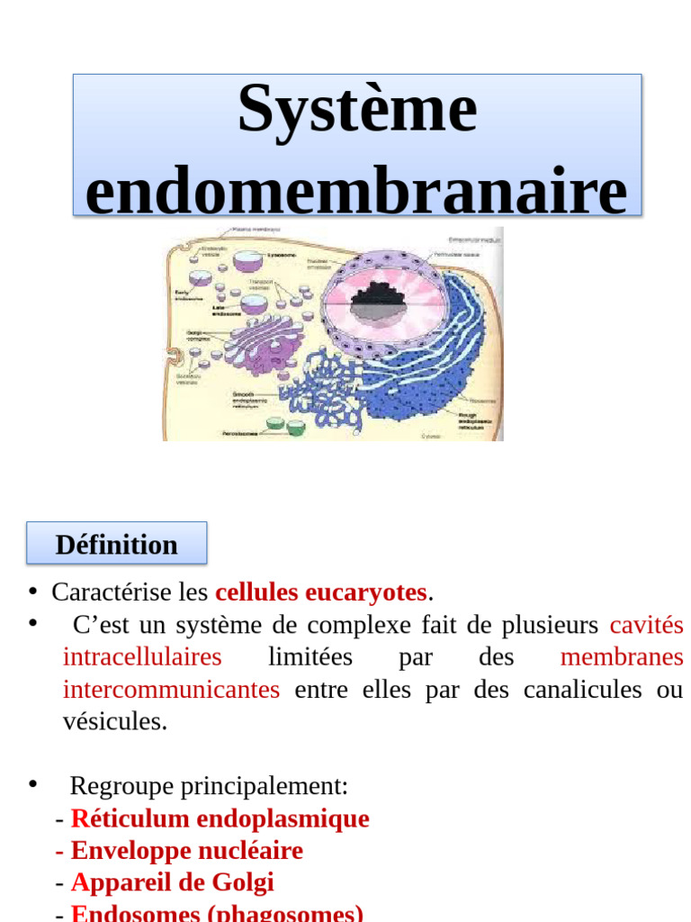 Système endomembranaire et ses fonctions | PDF | Membrane cellulaire ...