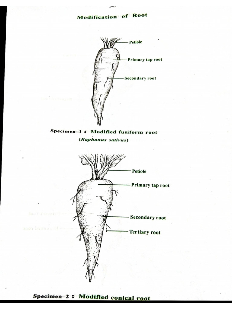 Class - VLL (L-12) Diagrams of Vegetative Reproduction | PDF
