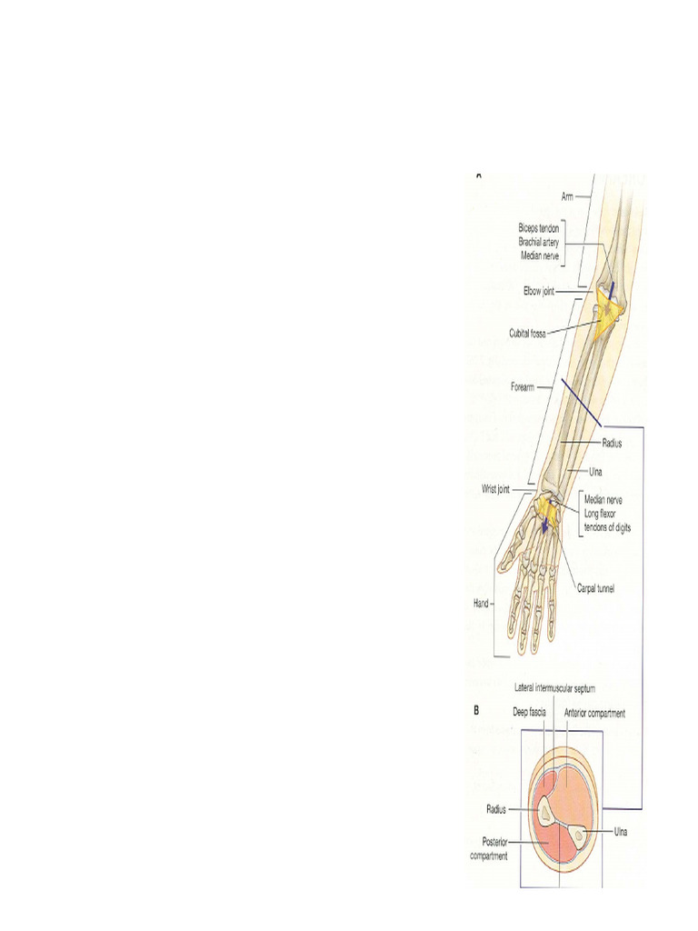 Extensor Compartment Forearm Anatomy | PDF | Thumb | Hand