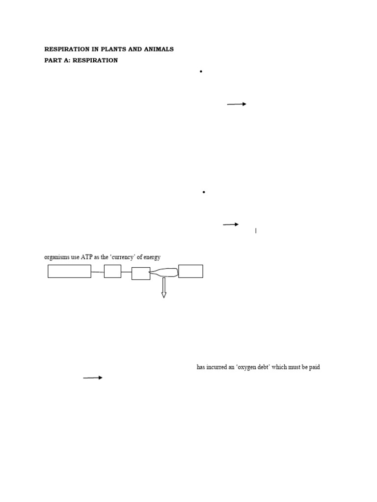 Biology o Level Respiration in Plants and Animals Notes | PDF ...