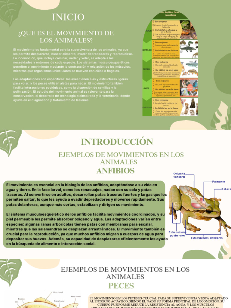 Inicio: ¿Que Es El Movimiento de Los Animales? | PDF | Aves | Depredación