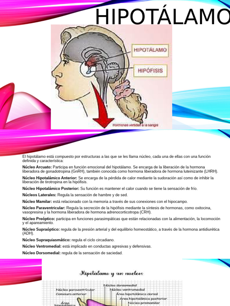 Funciones del Hipotálamo y Bulbo Raquídeo | PDF | Hipotálamo | Órgano ...
