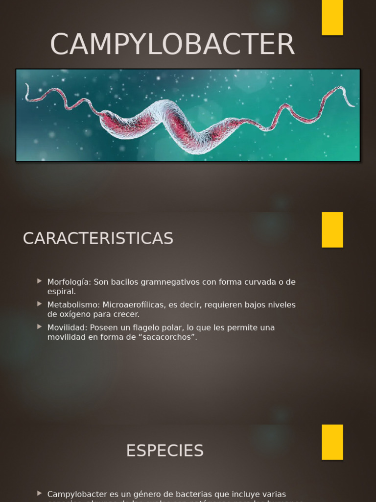 CAMPYLOBACTER | PDF | Ciencia y matemáticas