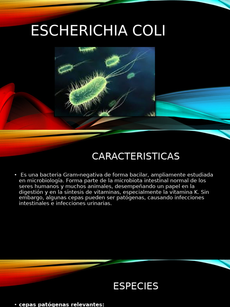 Escherichia Coli | PDF