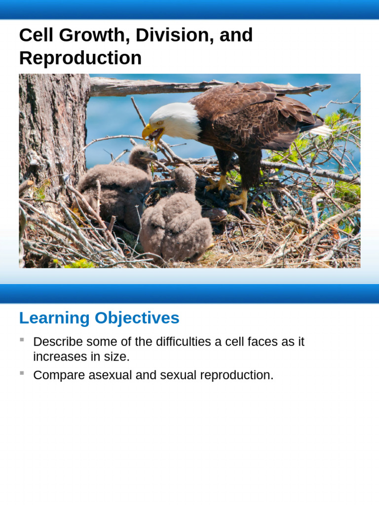 Cell Growth, Division, and Reproduction | PDF | Reproduction | Sexual ...