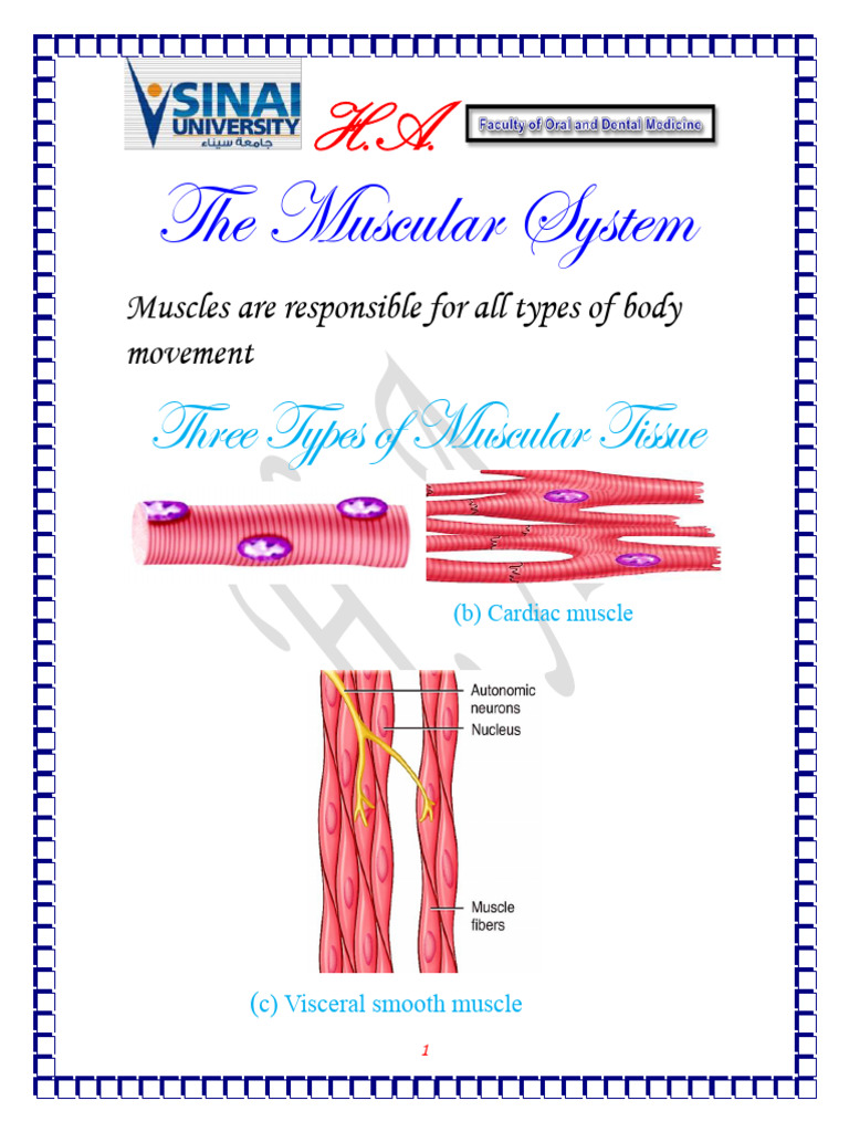 The Muscular System | PDF | Muscle Contraction | Skeletal Muscle