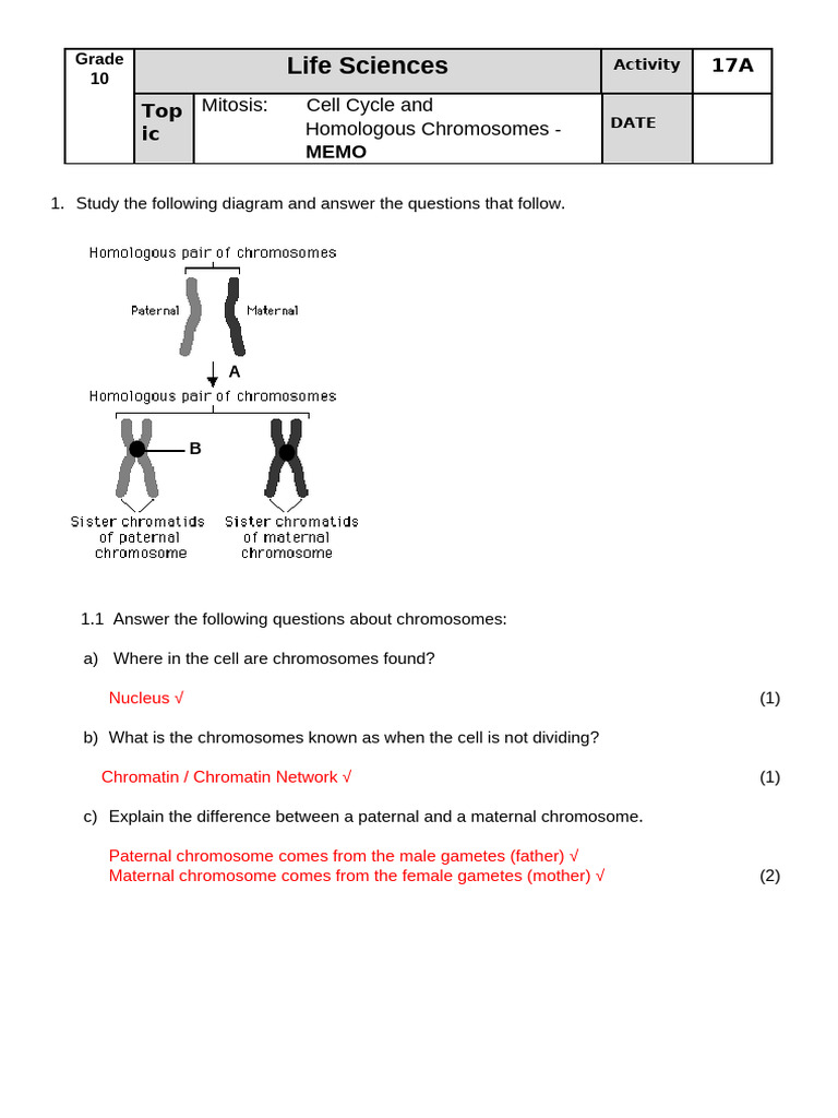 Mitosis and Cell Cycle Study Guide | PDF | Chromosome | Mitosis