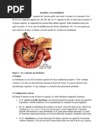 Anatomie du Duodénum et Ses Rapports | PDF | Pancréas | Anatomie
