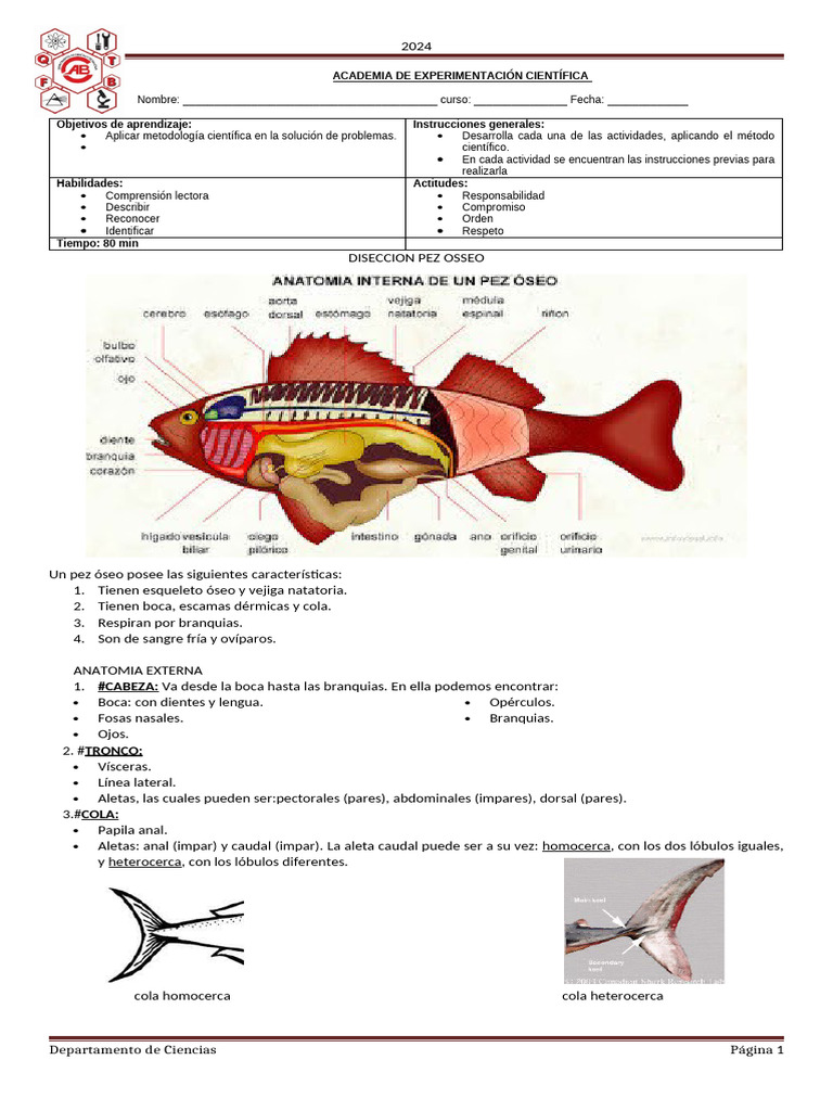 Disección y Anatomía de Pez Óseo | PDF | Pescado | Anatomía