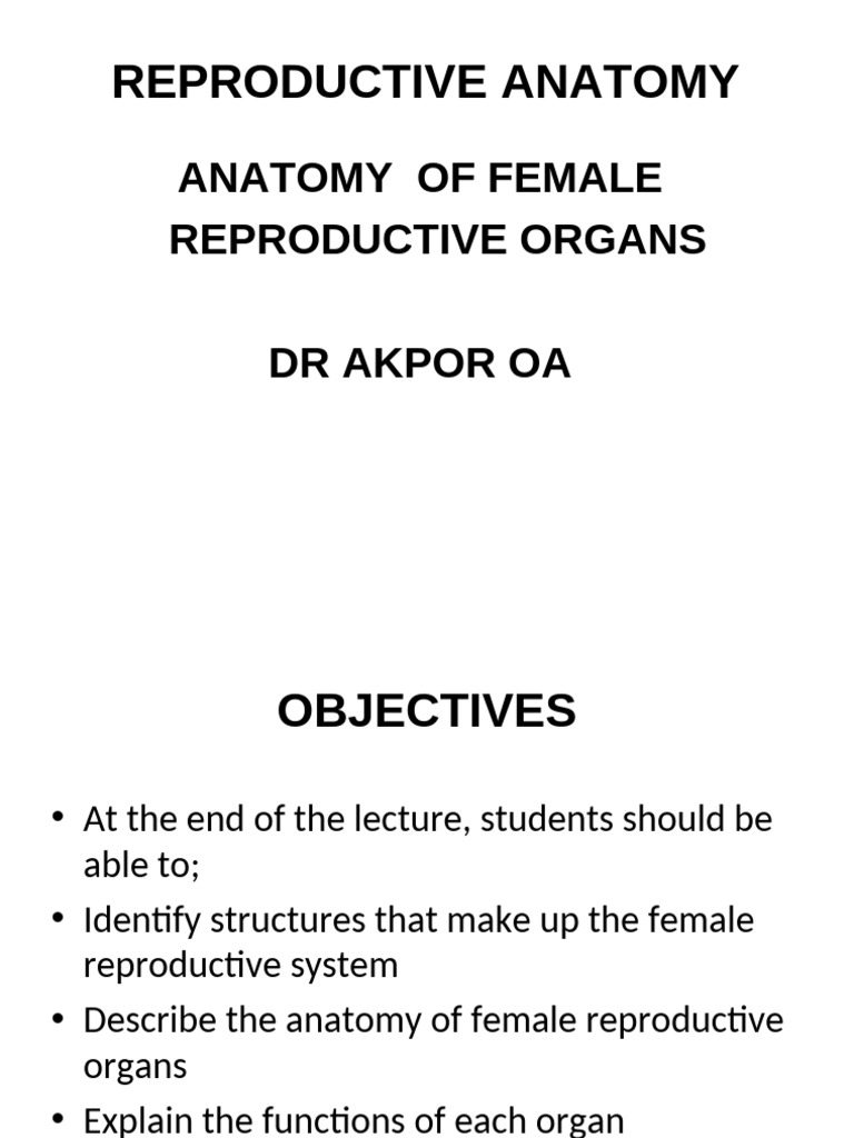 Female Reproductive Anatomy Overview | PDF | Uterus | Labia