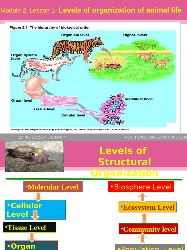 M2 Lesson 1 Organization of Animal Life | PDF | Molecules | Macromolecules