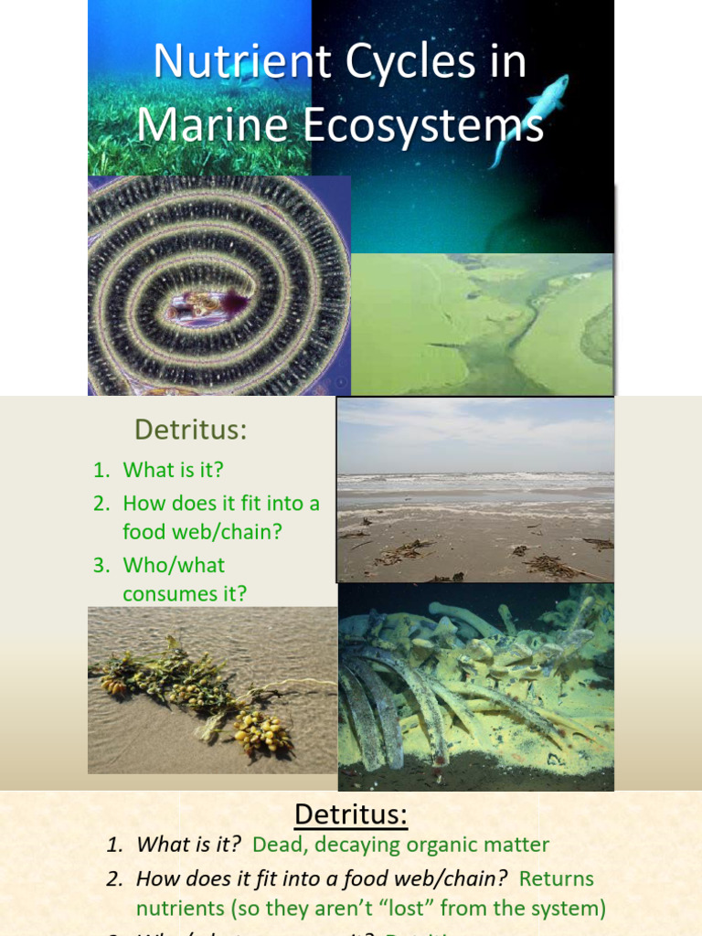 CL-3.Nutrient Cycles in Marine Ecosystems Part 1 2015-16 | PDF ...