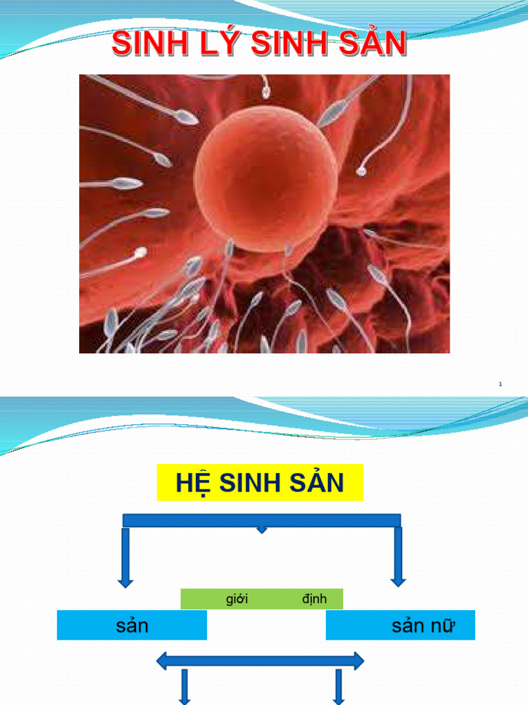 SINH LÝ SINH S N (p1) | PDF