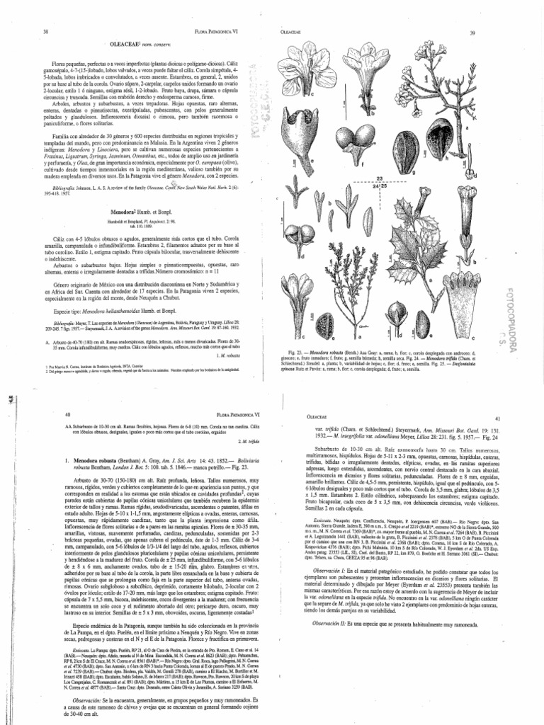 Oleaceae y Solanaceae | PDF