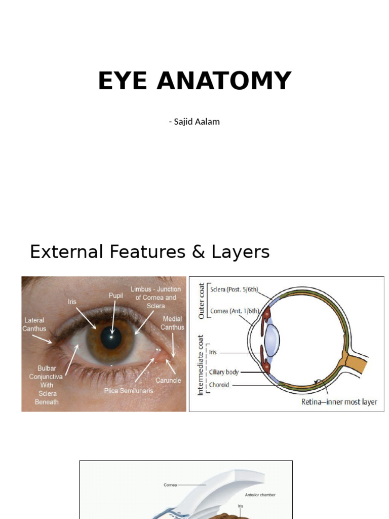 Eye Anatomy | PDF | Science & Mathematics