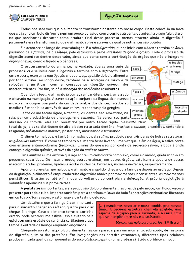 Processo de Digestão Humana Explicado | PDF | Digestão | Intestino delgado