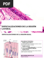 05 Tejidos Epiteliales III Especializaciones Del Dominio Basolateral ...