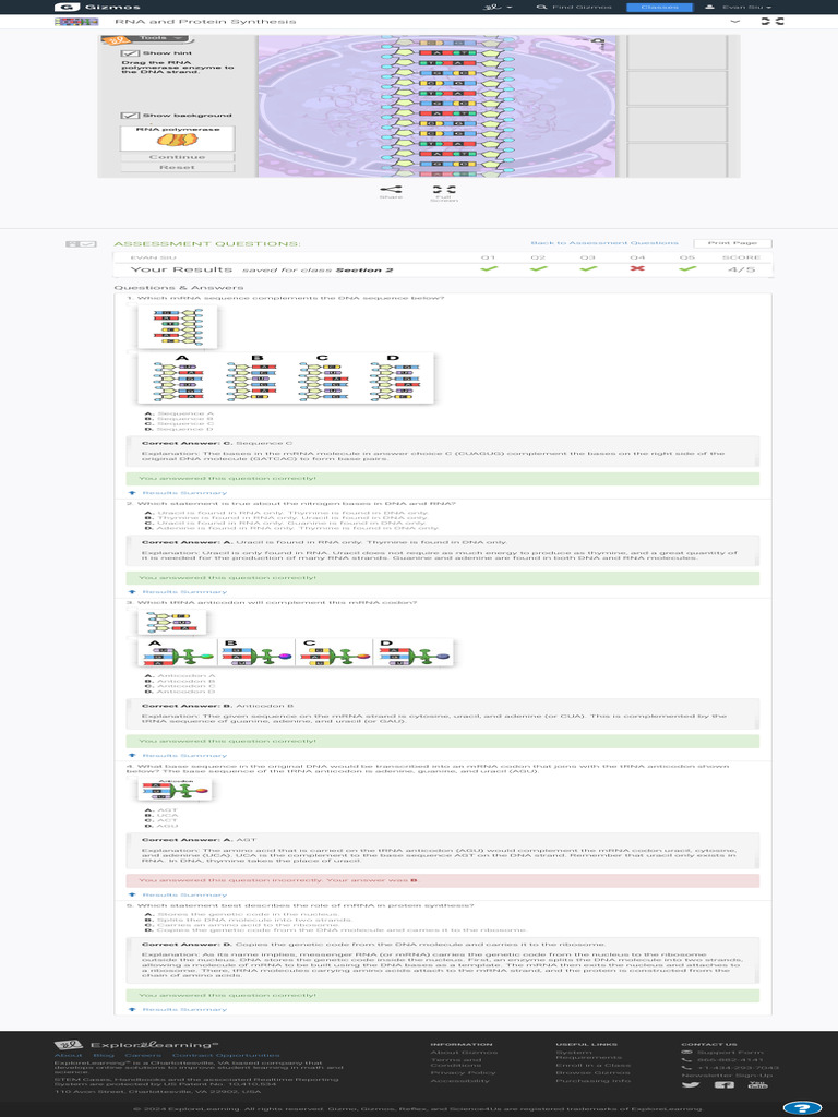 RNA and Protein Synthesis Gizmo ExploreLearning | PDF | Nucleic Acid ...