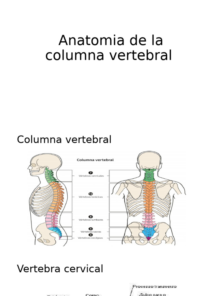 Anatomia de La Columna Vertebral | PDF