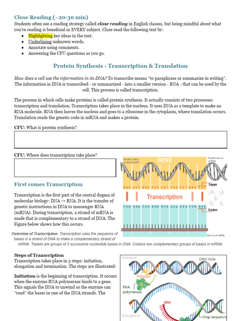 Intro to Protein Synthesis Reading | PDF | Translation (Biology ...