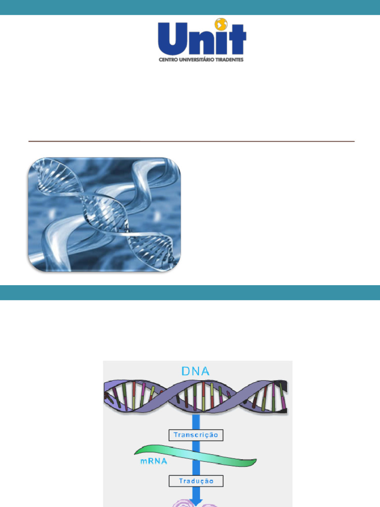 Aula 5 (2UP) - Núcleo - DNA e RNA | PDF | RNA | Ribossomo