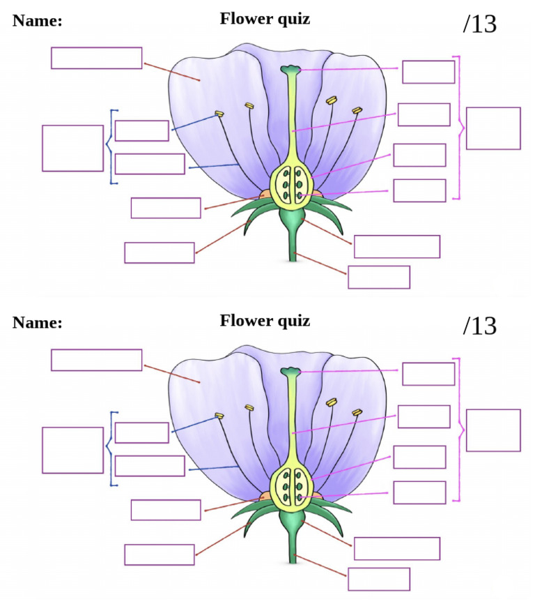Flower Quiz: Test Your Knowledge | PDF | Language Arts & Discipline ...